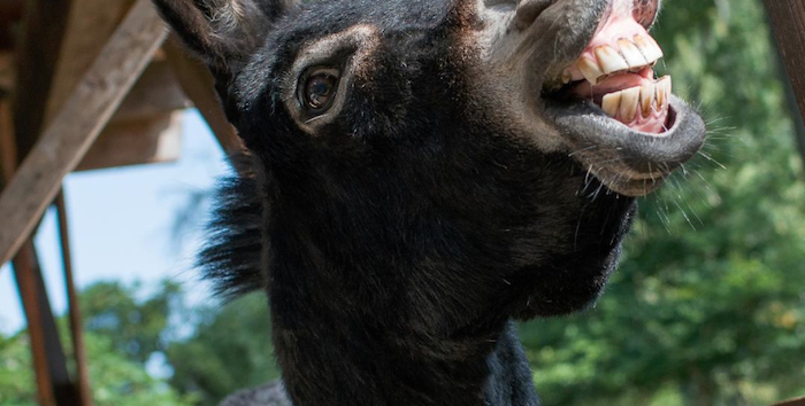 Wie ein Esel einen Gesangswettbewerb gewann – Eselcoaching